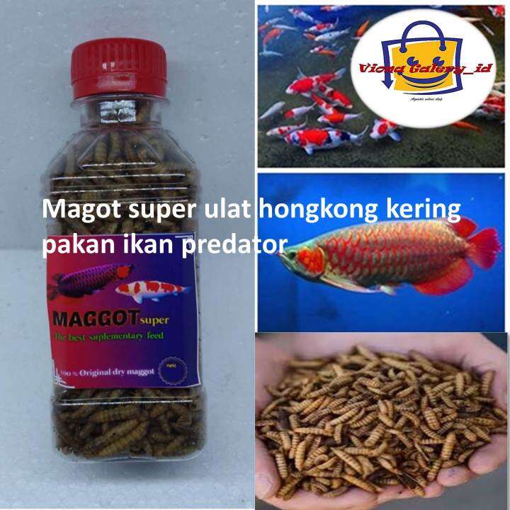 magot super ulat hongkong kering pakan ikan predator | Lazada Indonesia