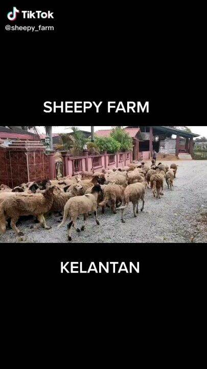 Kambing Perap Sheepy Farm Marinated Viral, Buatan Muslim , Produk ...