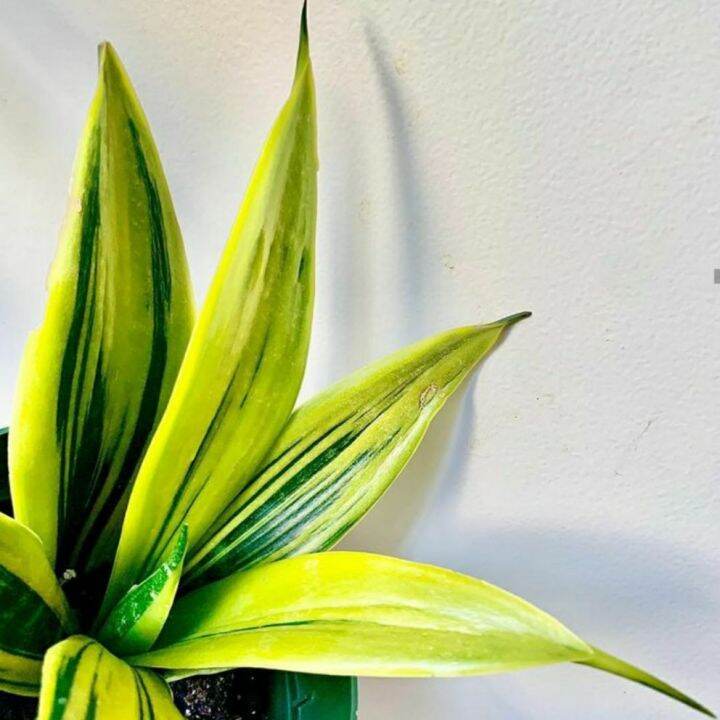 tanaman hias sansevieria gold flame - sansivera gold flame | Lazada ...