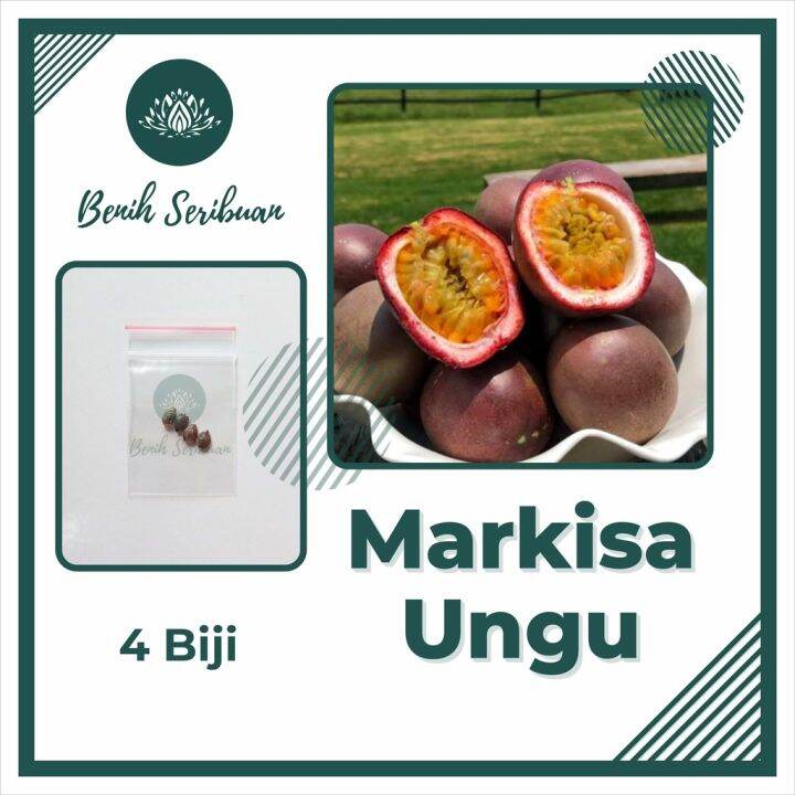 4 Bibit Buah Markisa Ungu Manis Super Benih Tanaman Buah Markisa Madu Premium Berkualitas Unggul ...