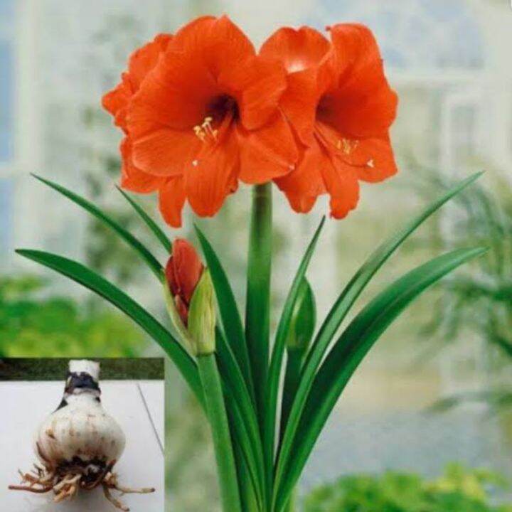 tanaman bunga amarilis bakung oren | Lazada Indonesia