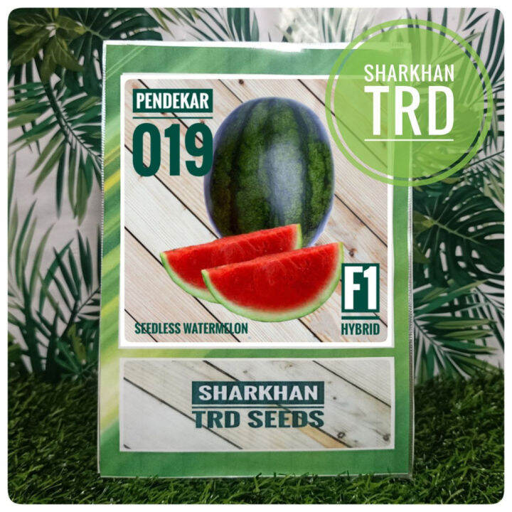 Paket 300-1500 Biji PENDEKAR 019 Sharkhan Biji Benih Tembikai Boci Madu Merah Tanpa Biji F1 ...