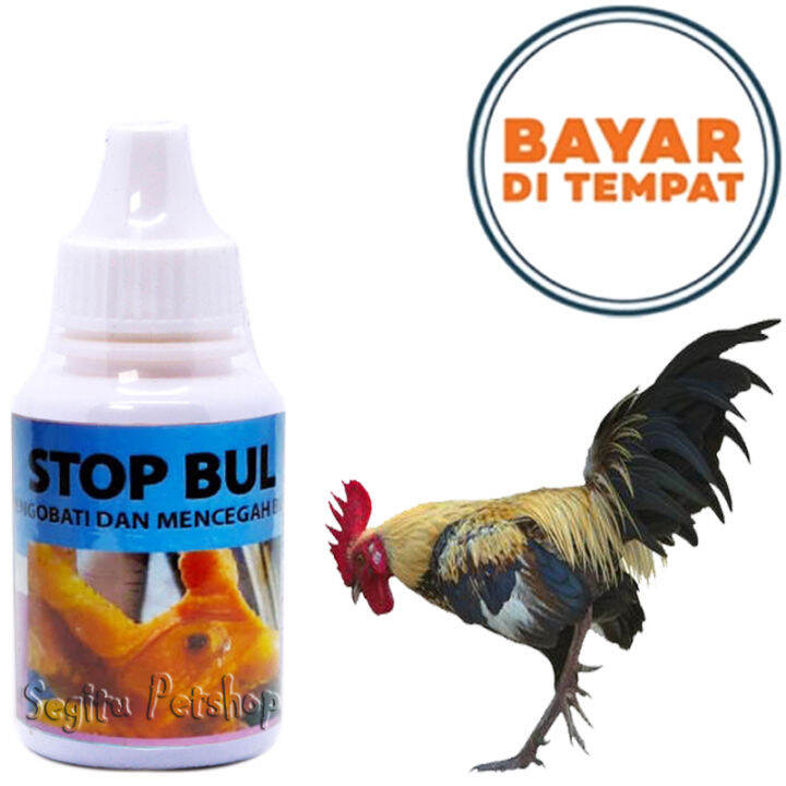 OBAT LUKA AYAM JAGO BANGKOK SAKIT INFEKSI JAMUR KUTIL STOP BULL ...