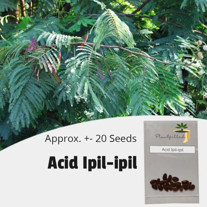 [Plantfilled] Acid Ipil-ipil Leucaena diversifolia Seeds for planting ...