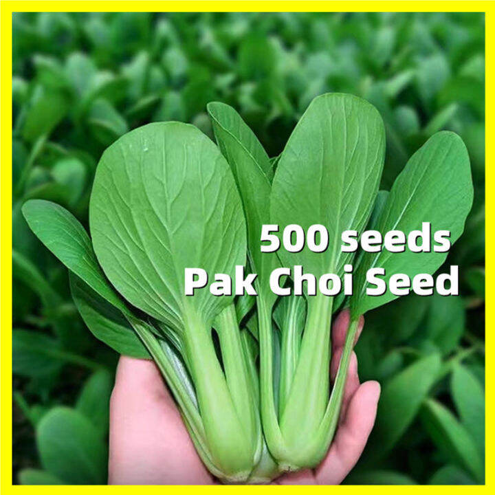 Pak Choi Seed - High Yielding Variety 500 Seeds Pechay Seeds for Sale ...