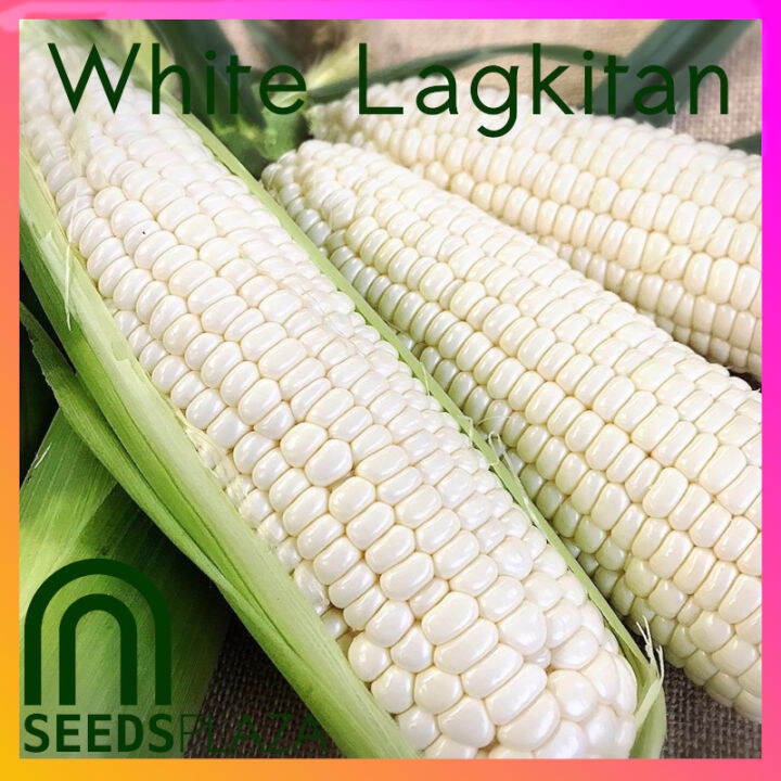 White Lagkitan Corn Seeds, F1 Hybrid (15 Seed) + % FREE Planting ...
