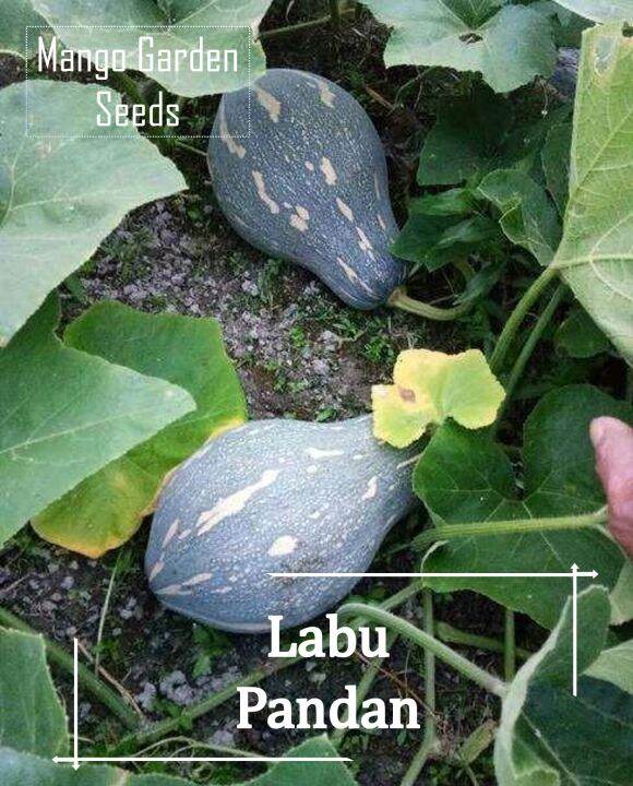Labu Pandan Seeds - 10 Seed *Pot Friendly* Tanam Pasu, Pandan Aroma ...