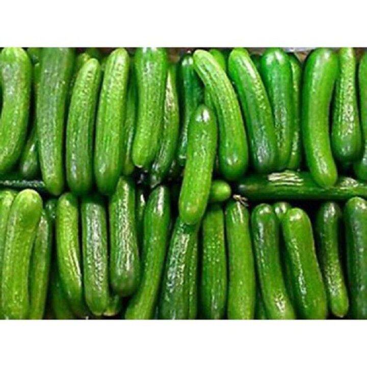 SCARBOROUGH SEEDS Persian / Lebanese Cucumber (Beit Alpha) 50 Seeds ...