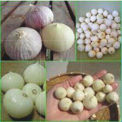 Bawang putih tunggal dried Bawang Lanang kecil (Allium sativum) single ...