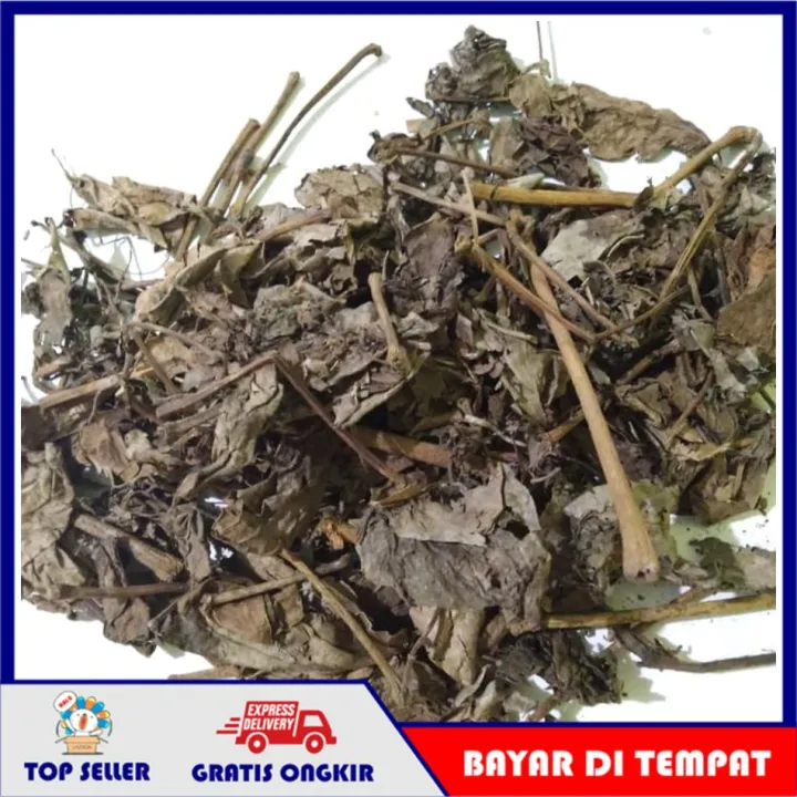 Jamu Herbal Tradisional Daun Sirih Kering 1kg Daun Sirih Hijau Kering ...
