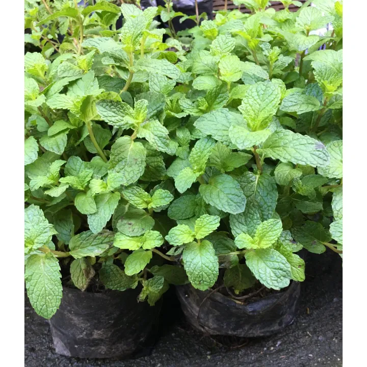 Peppermint Live Herbs Plants with roots and soil. Please read the ...