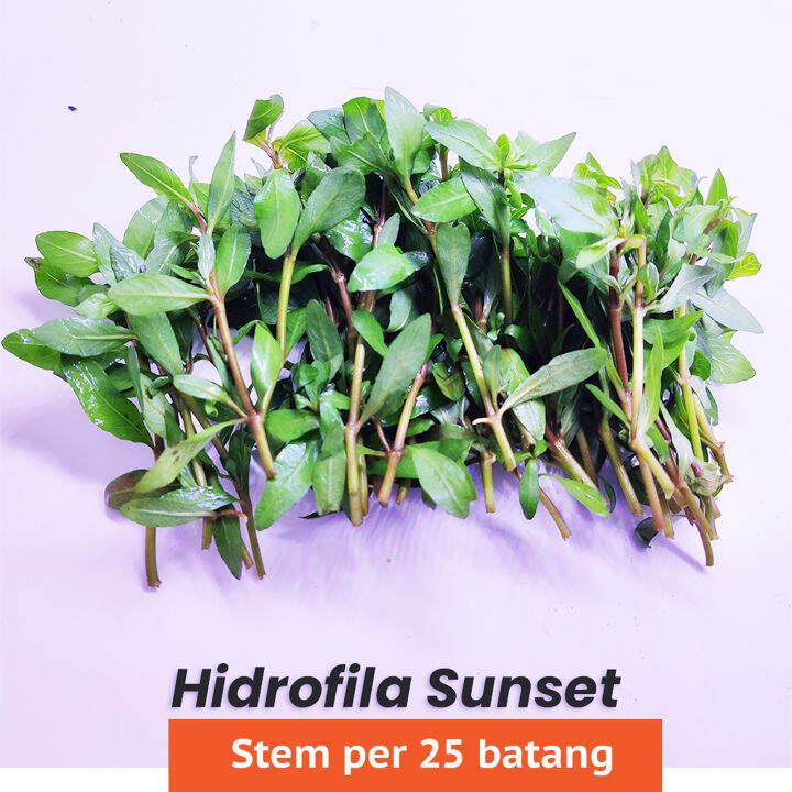 Tanaman aquascape Bundle Hygrophila Polysperma Sunset 25 batang ...