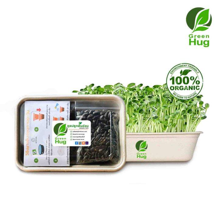 ชุดปลูกต้นอ่อนทานตะวัน - Organic 100% ( Sunflower Sprout Kit - Organic ) GREENHUG เมล็ดต้นอ่อน ...