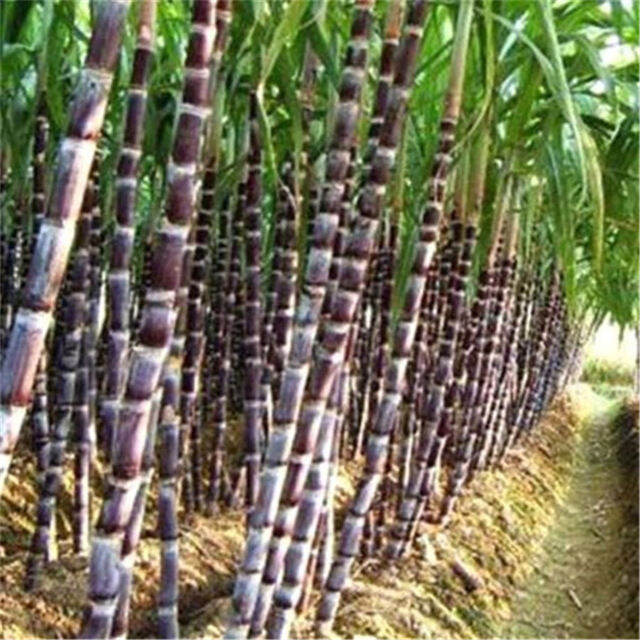 (5 Batang) Keratan Benih Tebu Hitam/ Tebu Ubat / Black Sugarcane | Lazada