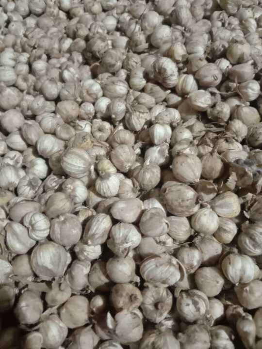 Kapulaga atau Buah Kapol | Lazada Indonesia