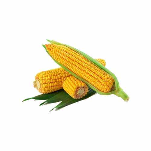 Imported Dole Sweet Yellow Corn (1pc) | Lazada PH