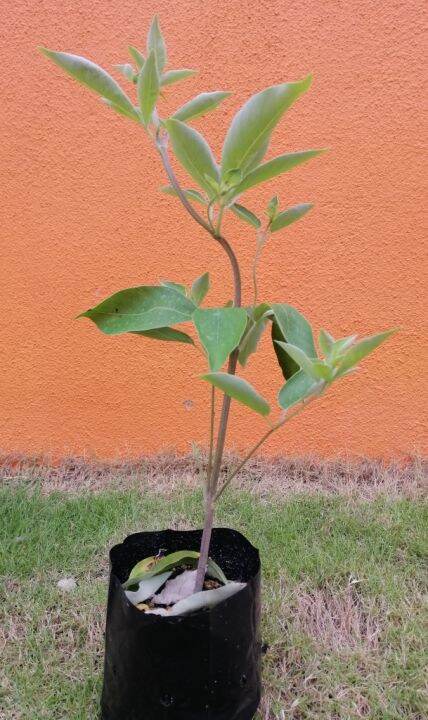 Nochi leaf Plant/நொச்சி/NIRGUNDI (+ 1 Free Herbal Plant) | Lazada