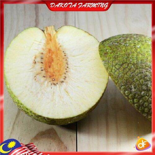 (Rare quality varieties）Breadfruit seeds nutritious and delicious planting simple four seasons ...