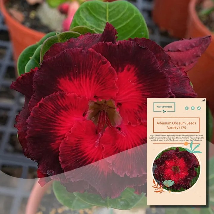 Double Petals Red Desert Rose Seeds,Adenium Obesum Seeds – Variety#175 ...