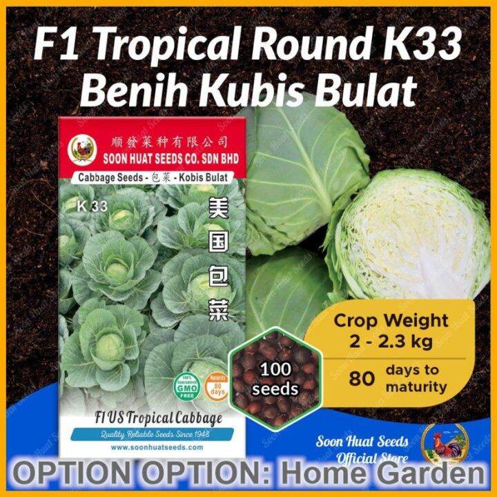 Benih Kubis Bulat F1 K33 Hybrid Tropical Cabbage Seeds [100 Seeds/5,000 ...
