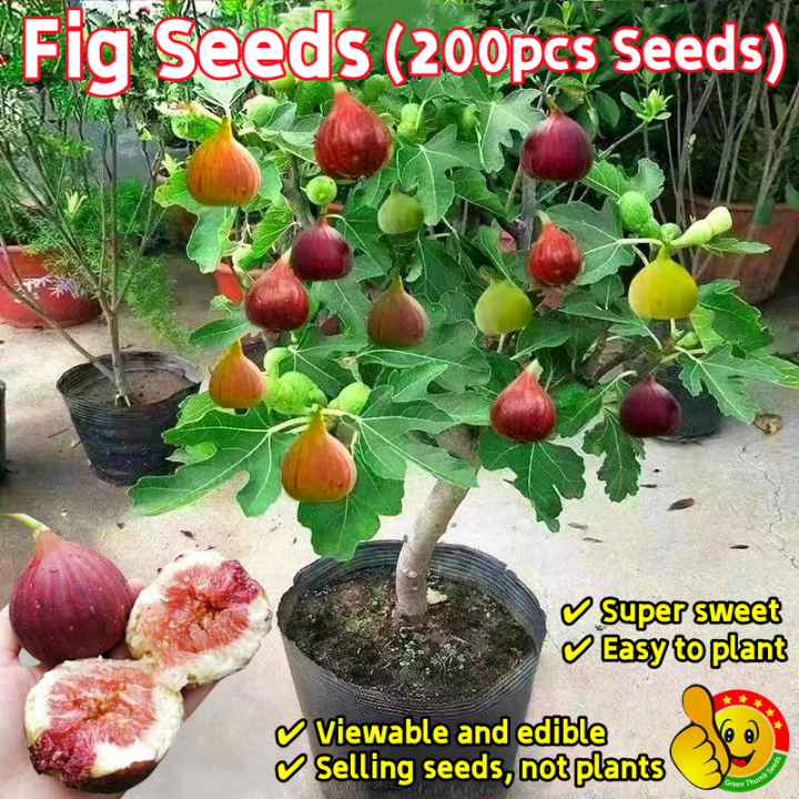 100% Original Sweet Fig Seeds for Sale (Fresh 200pcs Seeds) Biji Buah ...