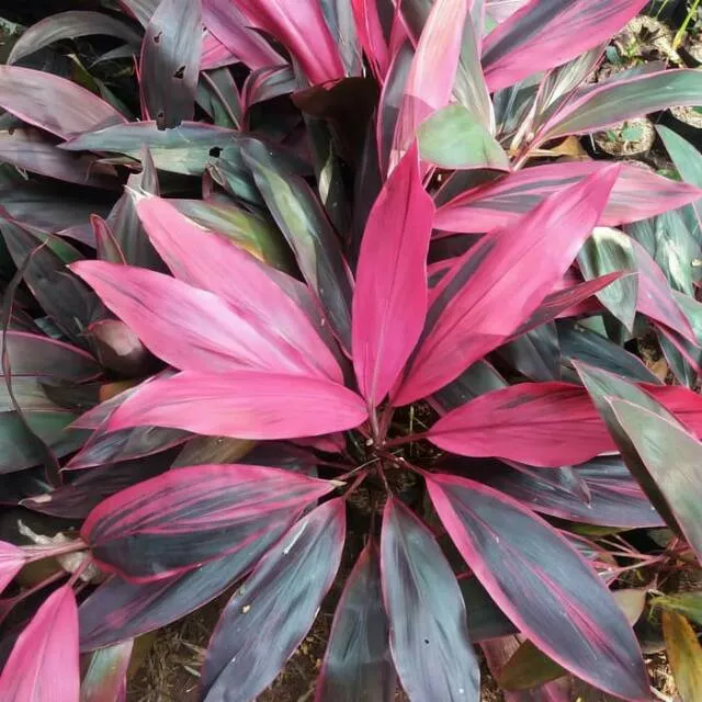 Tanaman Andong Merah Tanaman Anjuang Merah Tanaman Hanjuang Merah ...