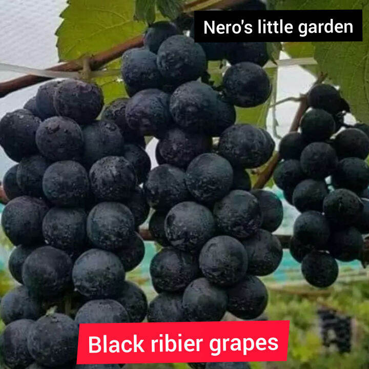 Nero's NLG0000068 black ribier grapes | Lazada PH