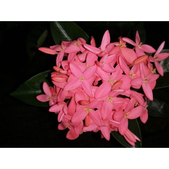 Scented Pink Yellow Tall Santan and Pink Dwarf Santan Varieties | Lazada PH