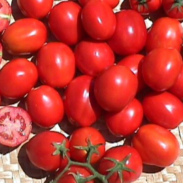 ROMA TOMATO | Lazada PH