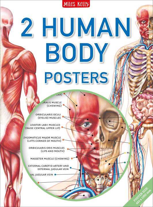 Human Body Poster Pack: 2 Giant Posters 1352mm x 493mm - Detailed ...