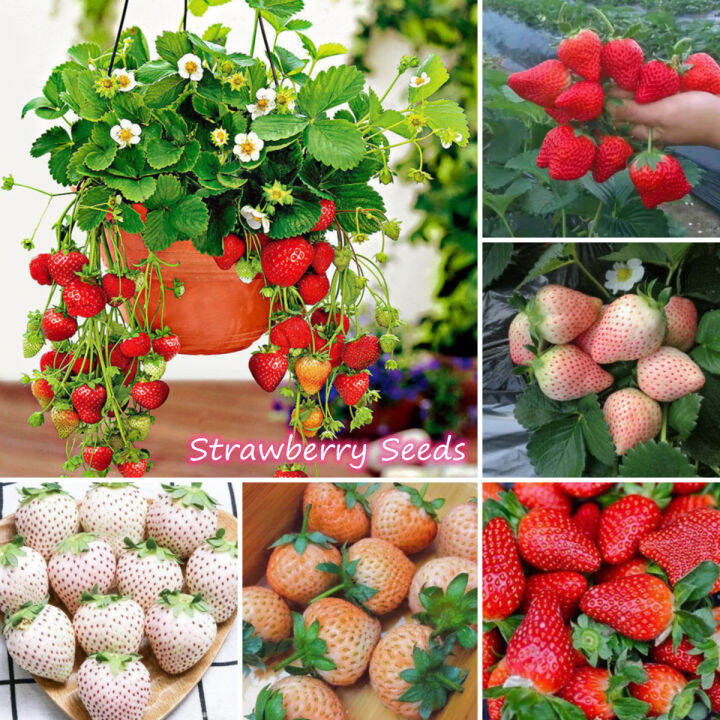 [Fast Germination] Sweet and Delicious Hybrid Strawberry Seeds for ...