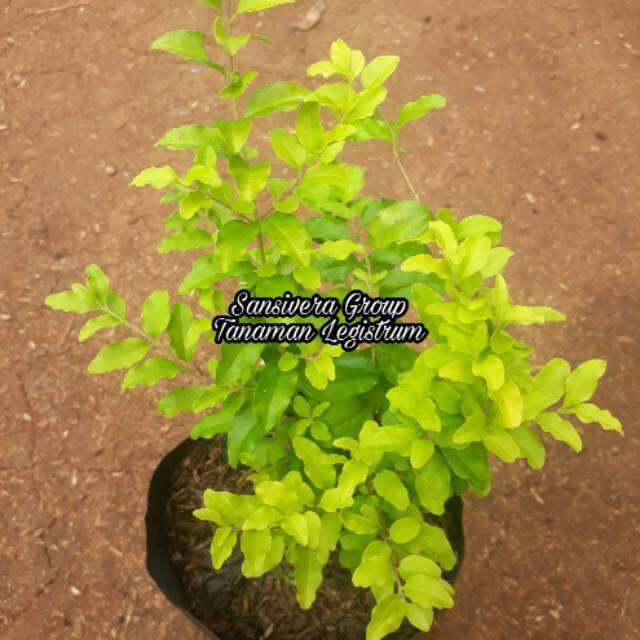 Tanaman Legistrum Daun Kuning / Pohon Legistrum | Lazada Indonesia