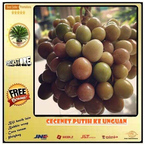 biji benih buah cecenet putih ke unguan /30 biji | Lazada Indonesia