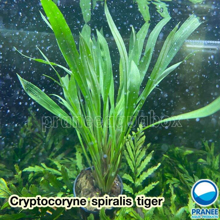 ิคริป Cryptocoryne spiralis tiger พร้อมปลูกต้นไม้น้ำ ต้นไม้น้ำตกแต่งตู้ปลา ***กรุณาอ่าน ...