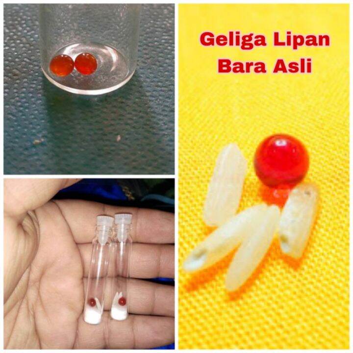 Sebiji Permata Geliga Lipan Bara (sebiji) ASLI POWER | Lazada