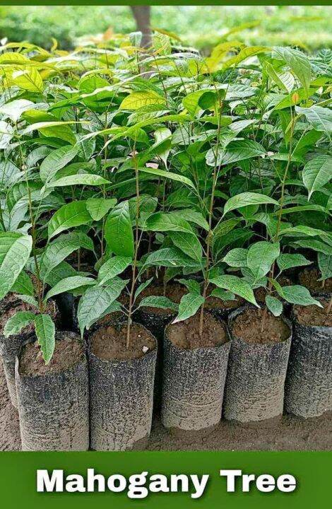 mahogany seedlings | Lazada PH