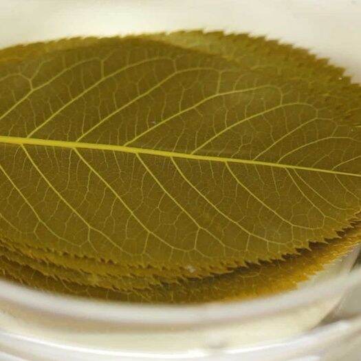 🌸Japan Sakura edible leaves 50pcs/pkt 樱花叶 for cake japan salt cherry ...