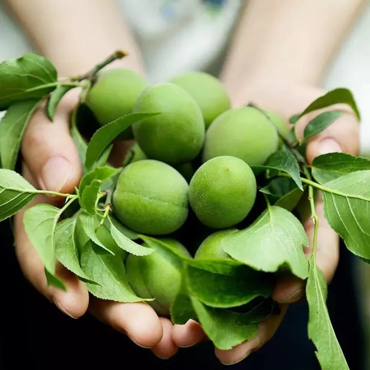 Fresh plum fruit, fresh plum, fresh plum, freshly picked wild Zhaoan ...
