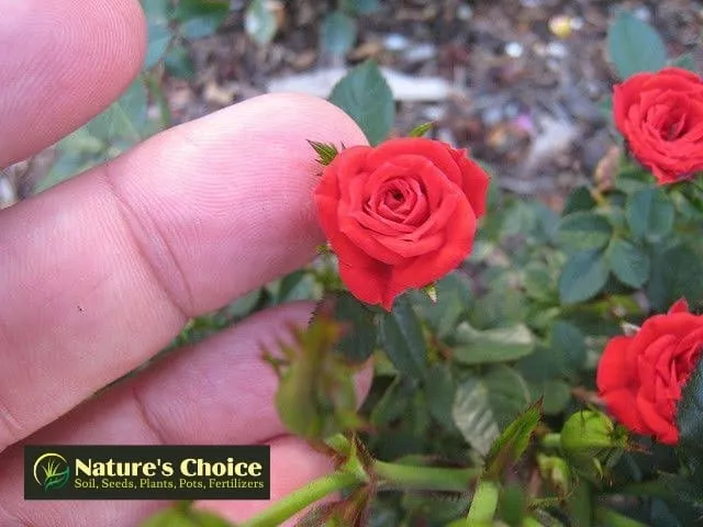 Red Piti Mini Rose (Limited Stocks Only) with FREE garden soil, plastic ...