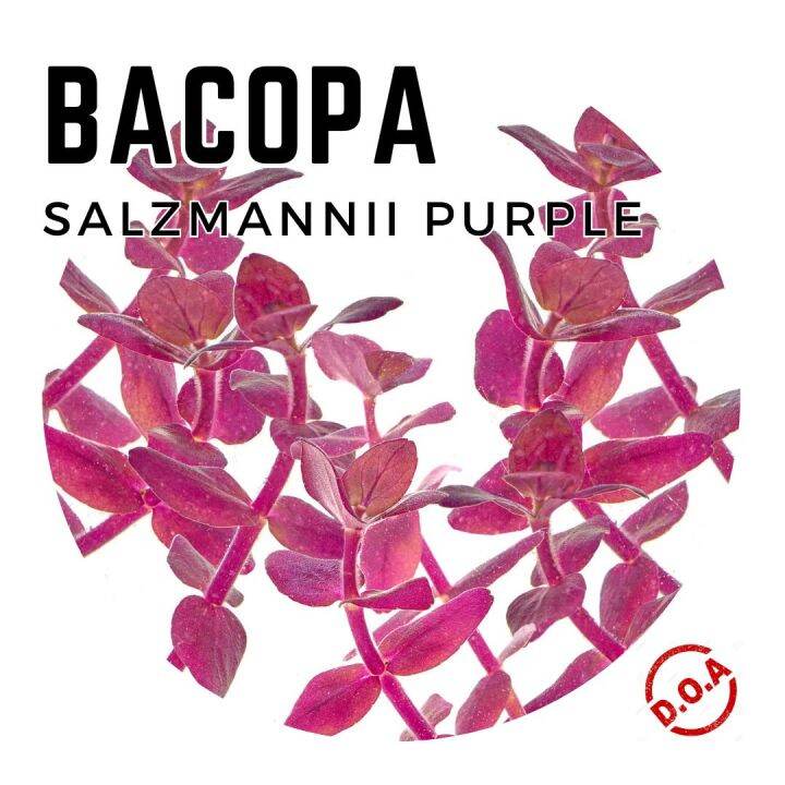 [Aquatic Plant] Rare Stem Plants Bacopa Salzmannii Purple Aquarium ...