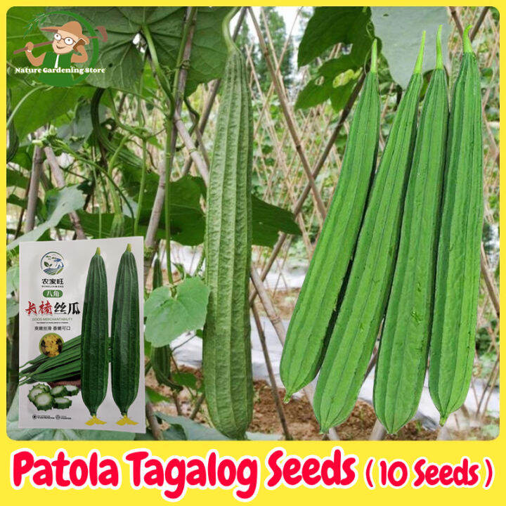 Fresh Organic Patola Seeds for planting (10 Seed) High Yield Long ...