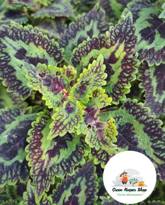 Mayana Plant Painted Line ( Rare Mayana ) Live Plant With FREE Plastic ...