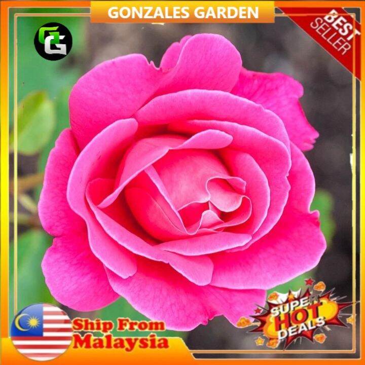 Anak Pokok Bunga Rose Mawar Pink Gred A Pokok Bunga Cameron Highland ...