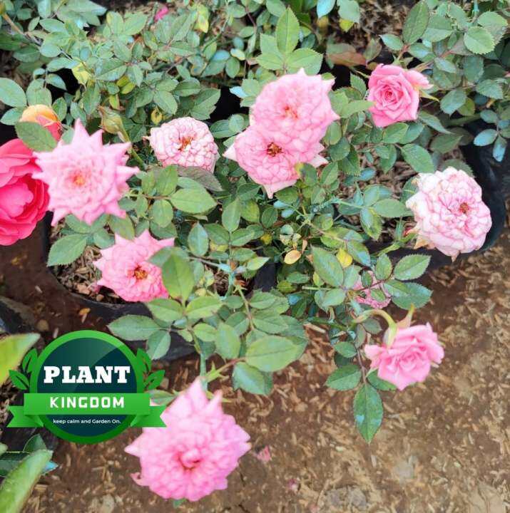 Rosa Piti Mini " Pink Flower " ( Live plants ) with FREE White Plastic ...