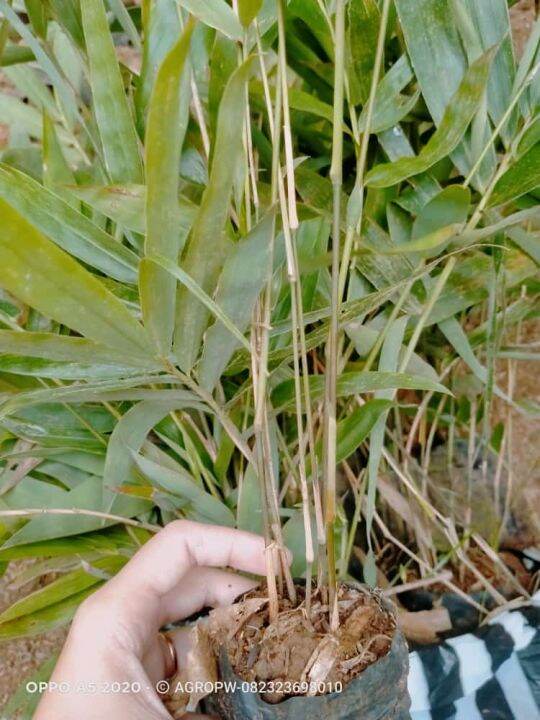 Bibit Tanaman Bambu Betung/Petung - Bambu Raksasa | Lazada Indonesia