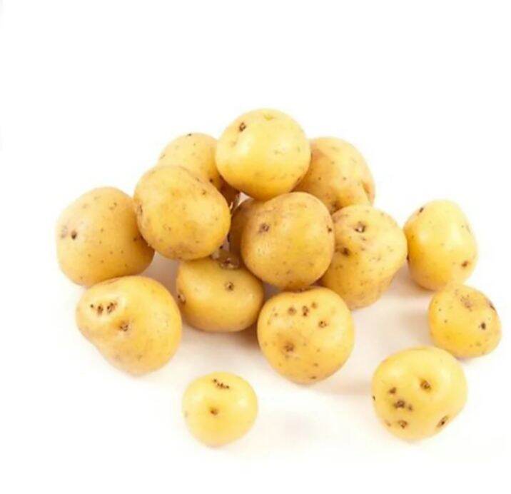 kentang rendang kecil 1kg murah | Lazada Indonesia