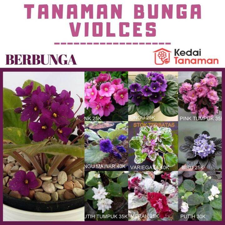Tanaman Hias Hidup Bunga Violces - Bunga African Violet | Lazada Indonesia