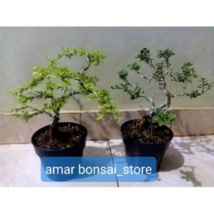 Paket 2 bonsai mini Bonsai legistrum kuning Dan Bonsai seribu bintang ...