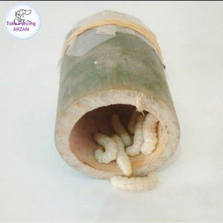ULAT BAMBU Isi 20 Ekor/Tabung | Lazada Indonesia