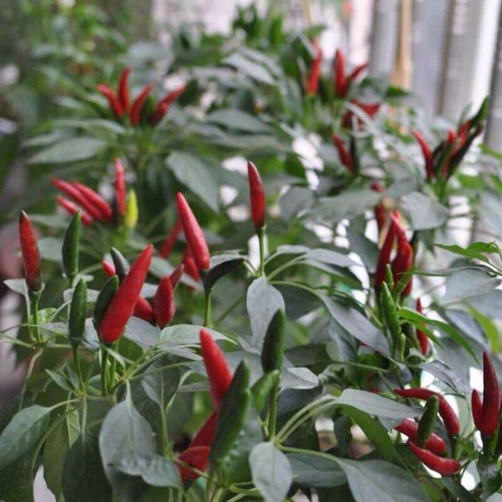 Benih Cili Api Merah /Chilli/(It's a seed, not a plant!) | Lazada